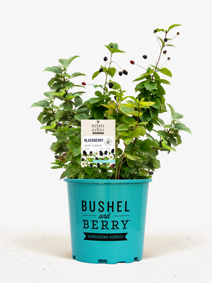 Bushel and Berry® Snowy Belle Strawberry Bushes For Sale | The Tree Center