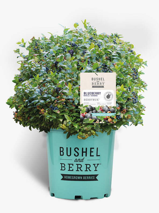 Bushel & Berry® Baby Cakes Blackberry Bushes For Sale | The Tree Center