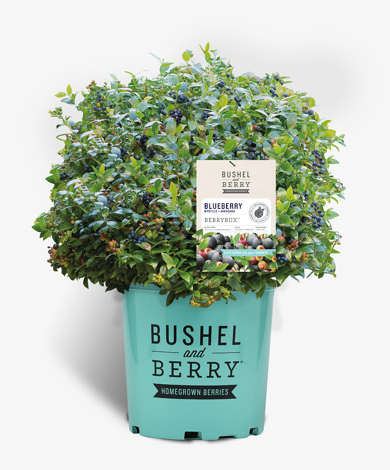 Bushel & Berry®Blueberry Buckle For Sale | The Tree Center