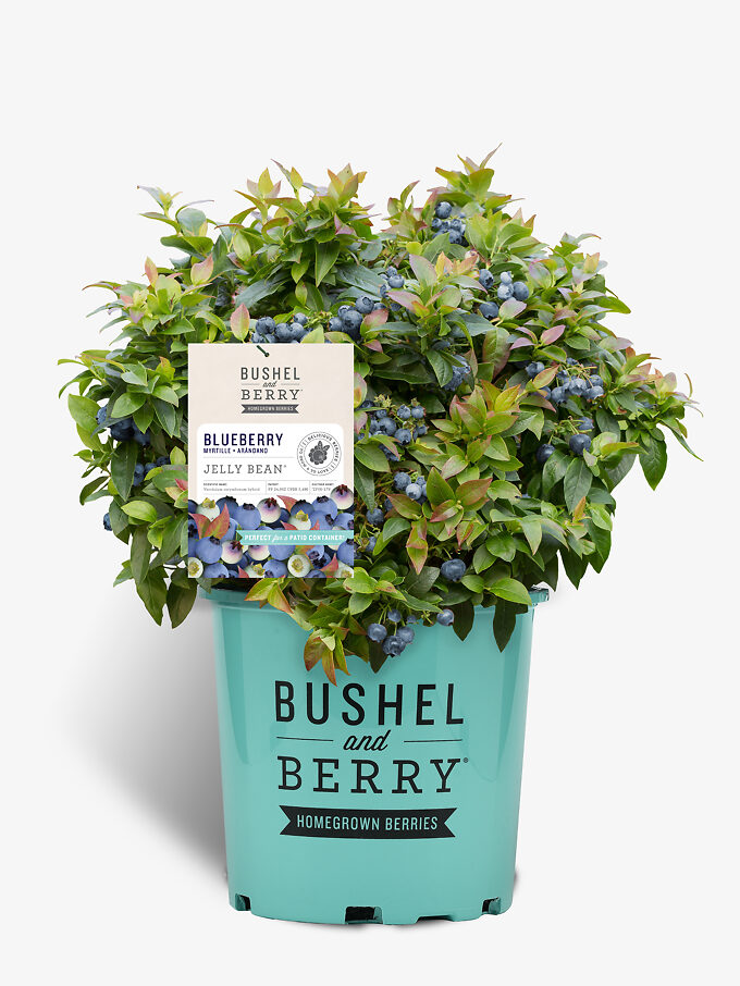 Bushel and Berry™ – The Tree Center