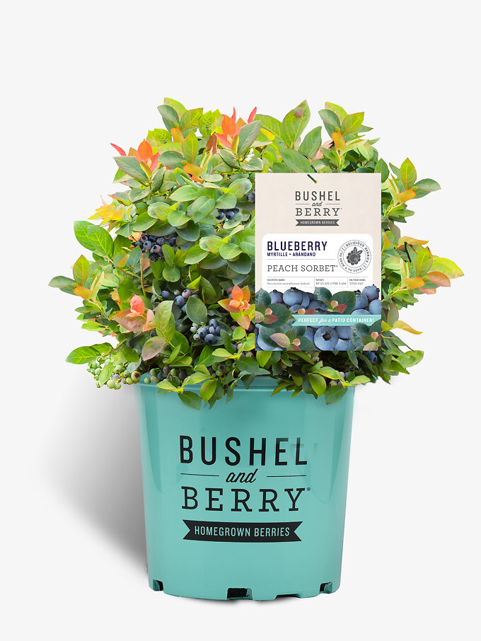 Bushel & Berry®Raspberry Shortcake Bushes For Sale | The Tree Center