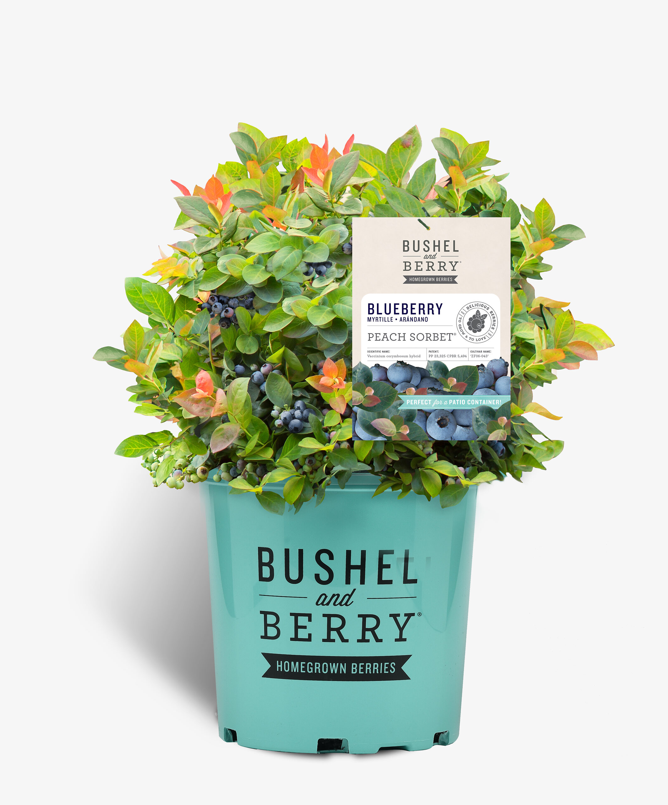 Bushel & Berry®Peach Sorbet Blueberry Bushes For Sale | The Tree Center