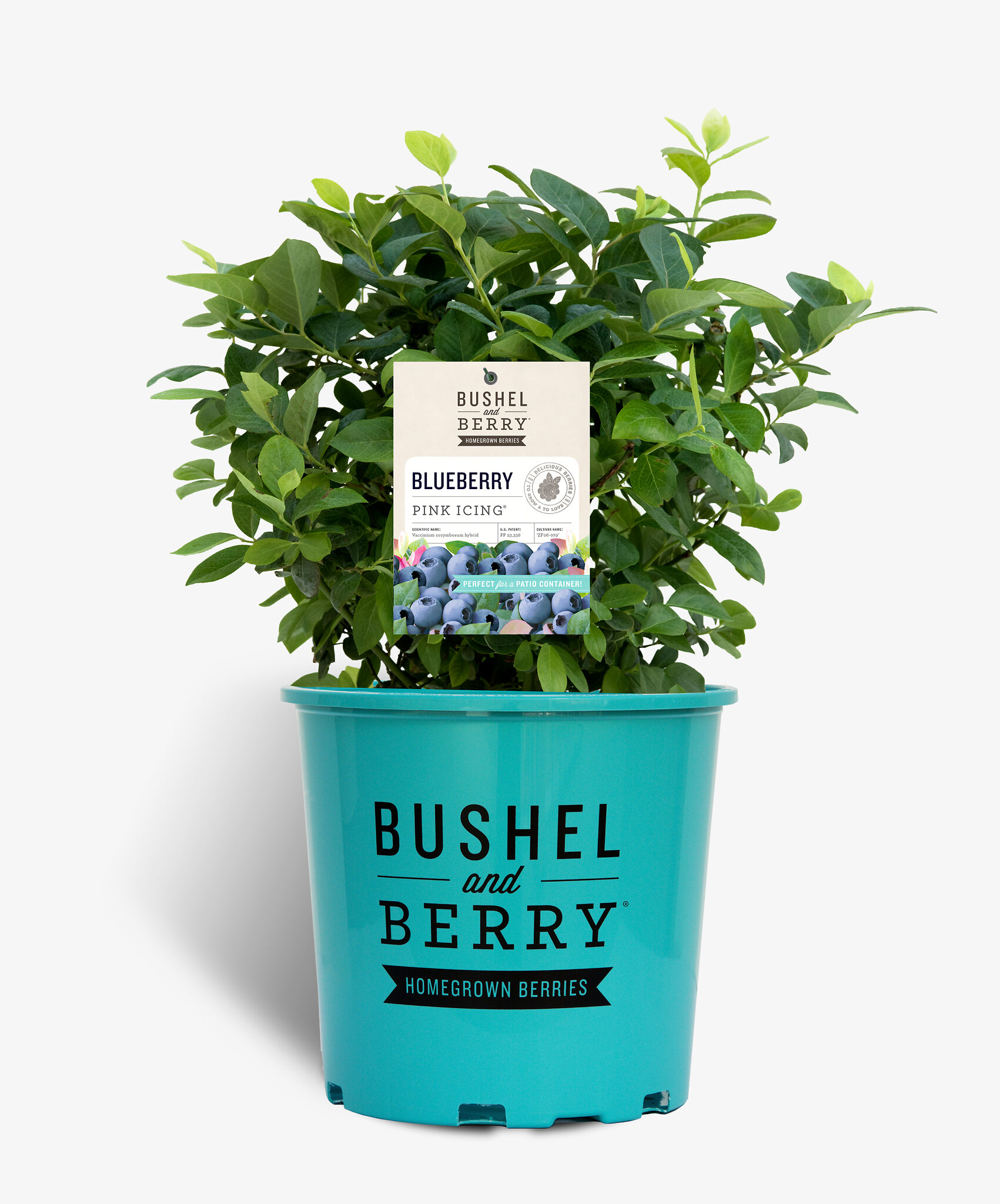 Bushel & Berry®Pink Icing Blueberry Bushes For Sale | The Tree Center