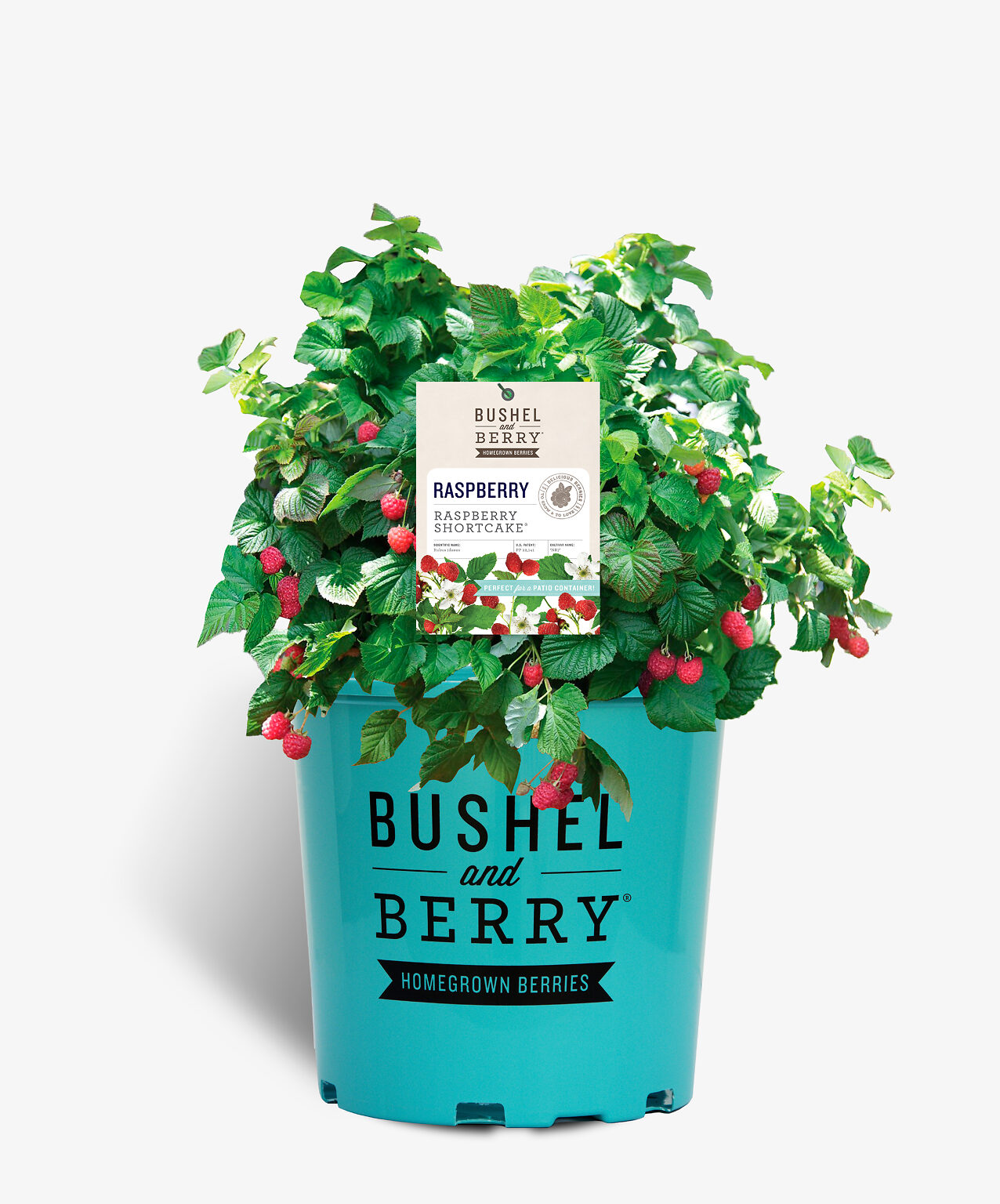 Bushel & Berry®Raspberry Shortcake Bushes For Sale | The Tree Center