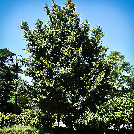 Frontier Elm Trees For Sale Online | The Tree Center