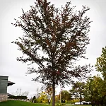Frontier Elm Trees For Sale Online | The Tree Center