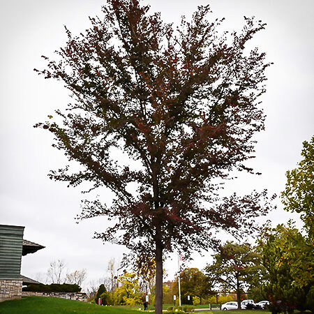 Frontier Elm Trees For Sale Online | The Tree Center