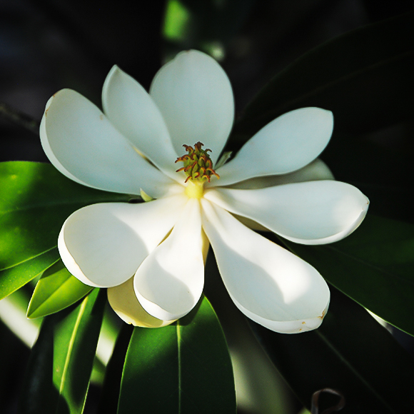 Green Shadow Sweetbay Magnolia For Sale Online | The Tree Center