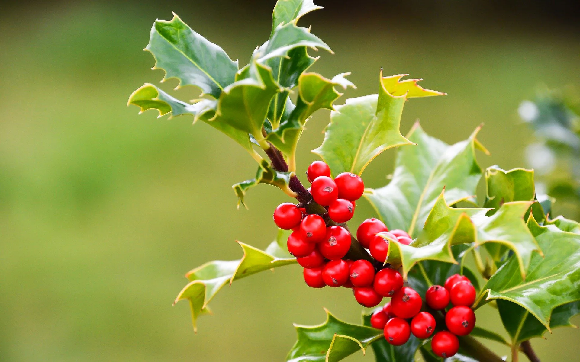 Why Does My Holly Tree Have No Berries? | The Tree Center™