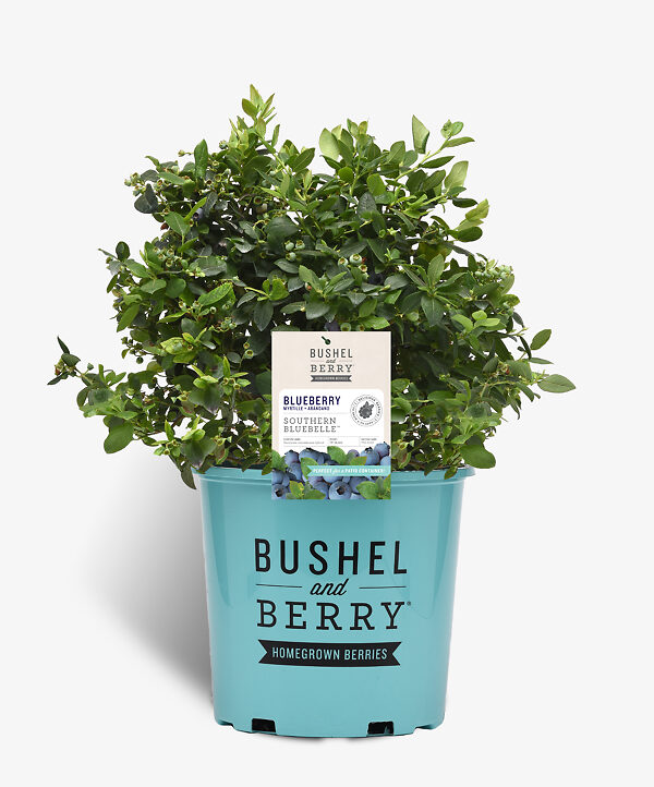 Bushel & Berry®Southern Bluebelle Blueberry Bushes For Sale | The Tree ...
