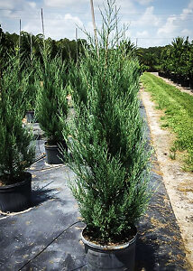 Burkii Juniper For Sale Online | The Tree Center