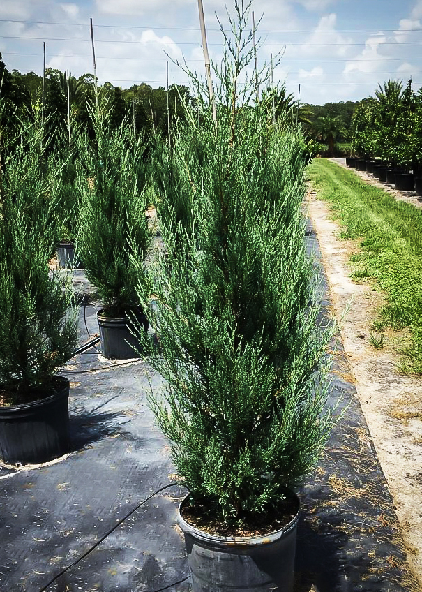Burkii Juniper For Sale Online | The Tree Center