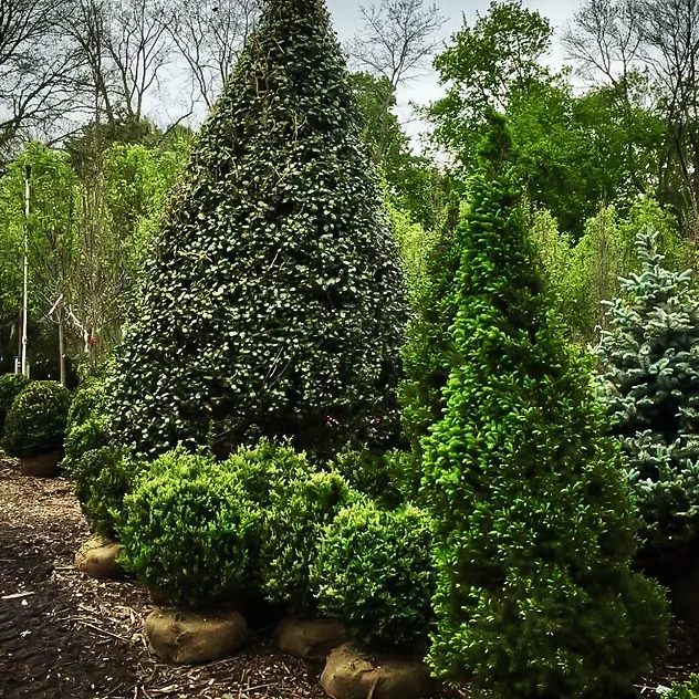 Dr. Kassab Holly Bush For Sale | The Tree Center