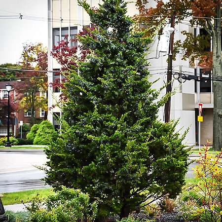 Emerald Sentinel™ Juniper For Sale Online | The Tree Center