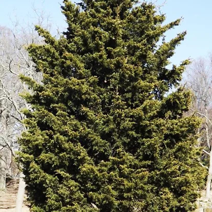 Emerald Sentinel™ Juniper For Sale Online | The Tree Center