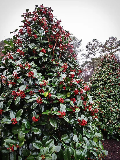Emily Bruner Holly Bush For Sale | The Tree Center