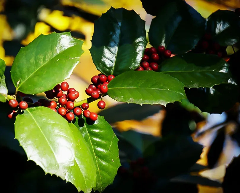 Emily Bruner Holly Bush For Sale | The Tree Center