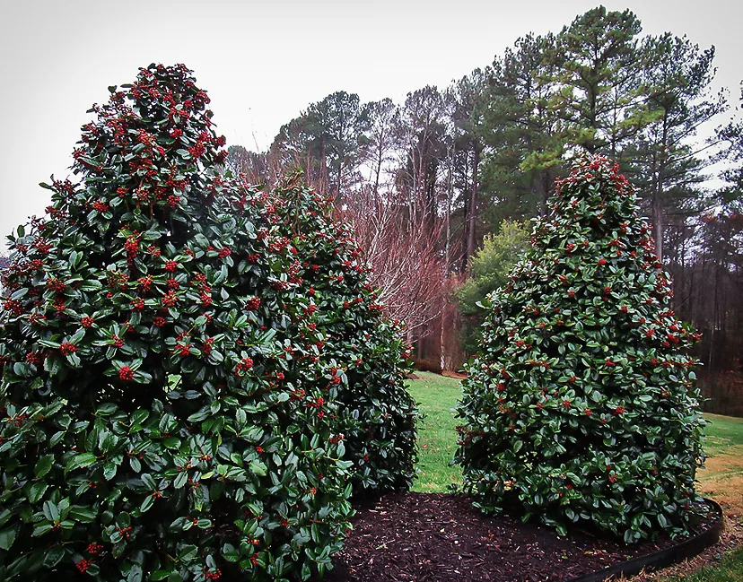 Emily Bruner Holly Bush For Sale | The Tree Center