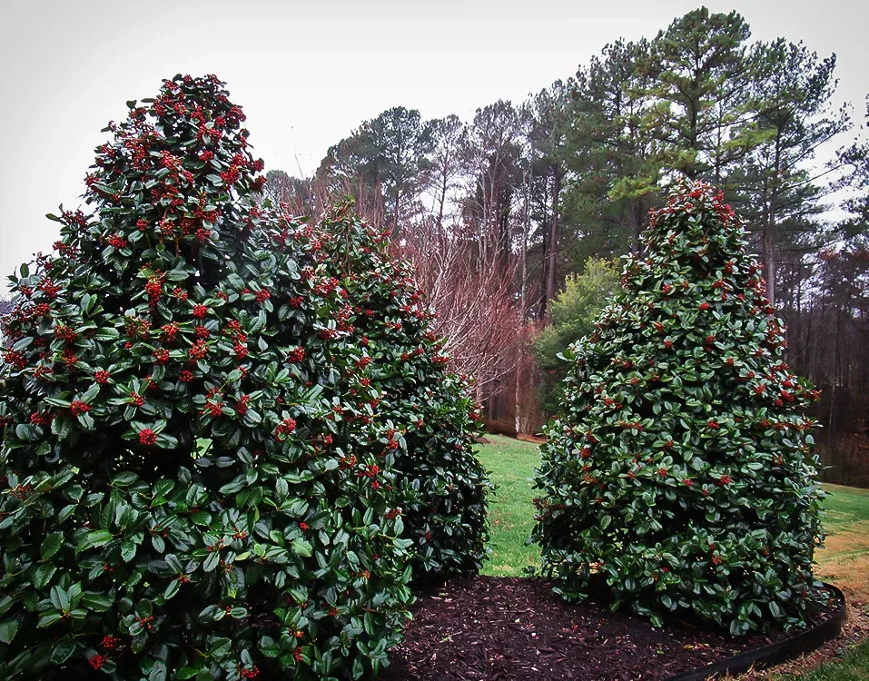 Emily Bruner Holly Bush For Sale | The Tree Center