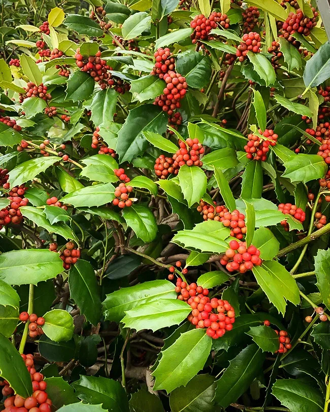 Emily Bruner Holly Bush For Sale | The Tree Center