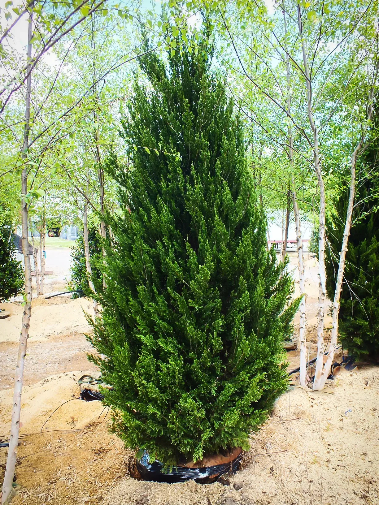 Idyllwild Juniper For Sale Online | The Tree Center