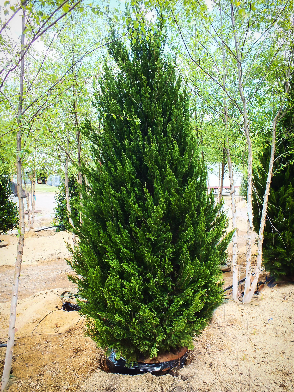 Idyllwild Juniper For Sale Online | The Tree Center