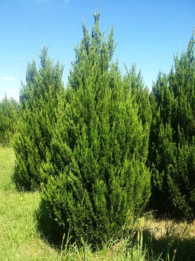 Idyllwild Juniper For Sale Online | The Tree Center
