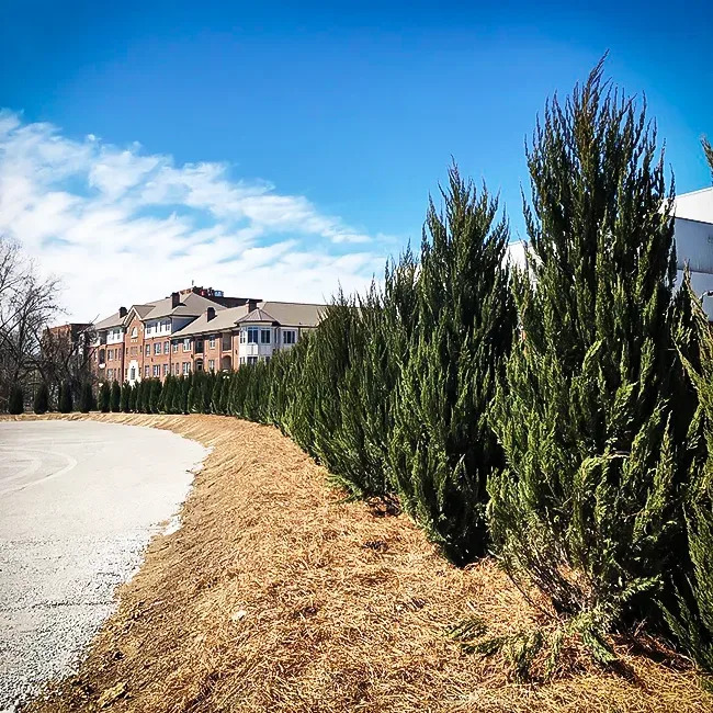 Idyllwild Juniper For Sale Online | The Tree Center