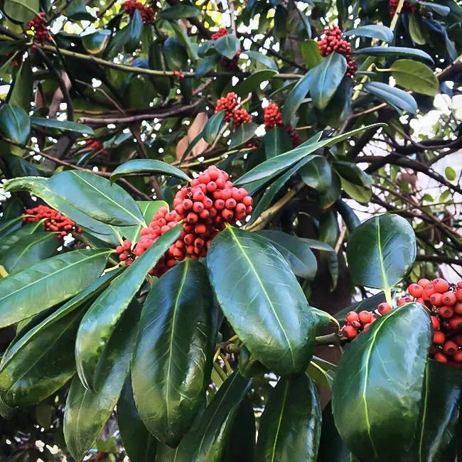 Lusterleaf Holly Bush For Sale | The Tree Center