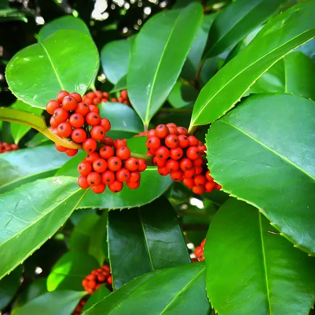 Lusterleaf Holly Bush For Sale | The Tree Center