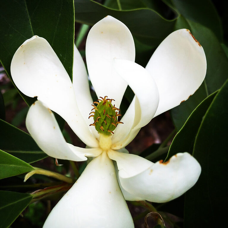 Northern Belle Sweetbay Magnolia For Sale Online | The Tree Center