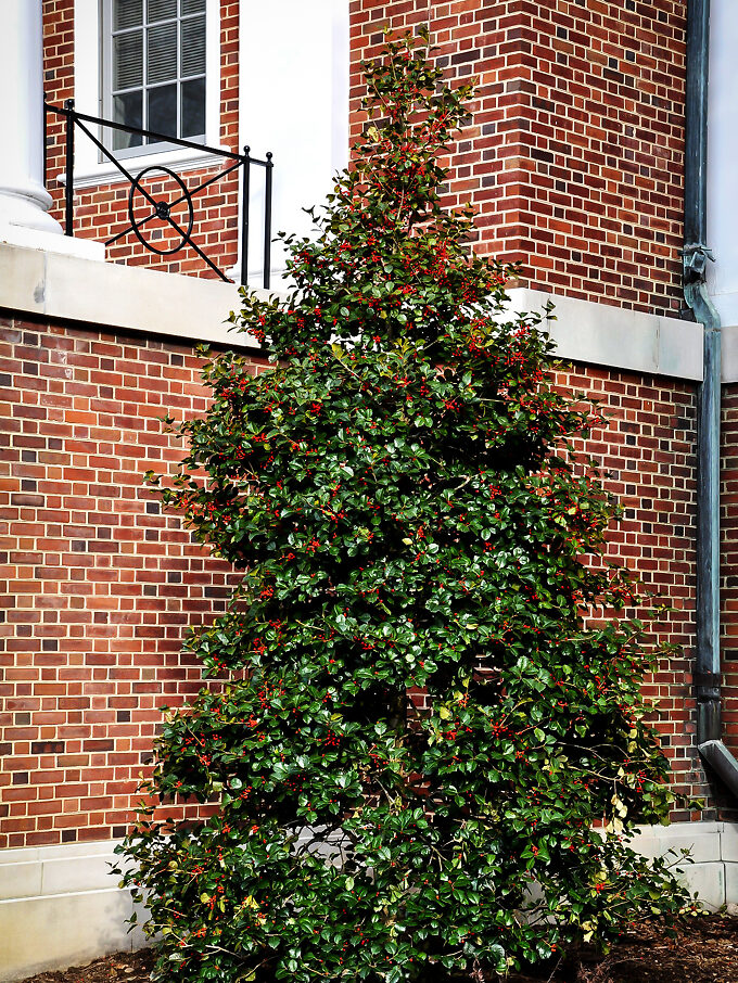 Holly Bushes & Trees For Sale Online | The Tree Center