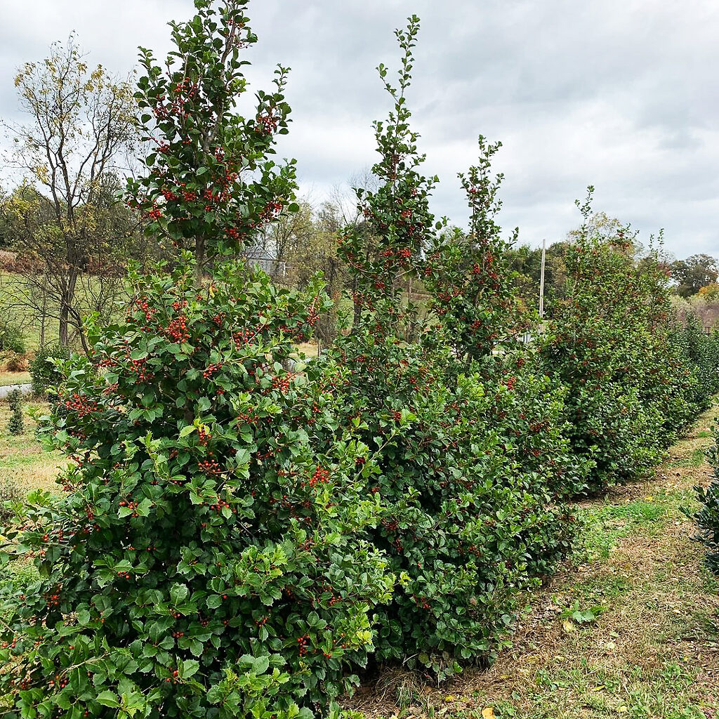 Satyr Hill American Holly Bush For Sale | The Tree Center