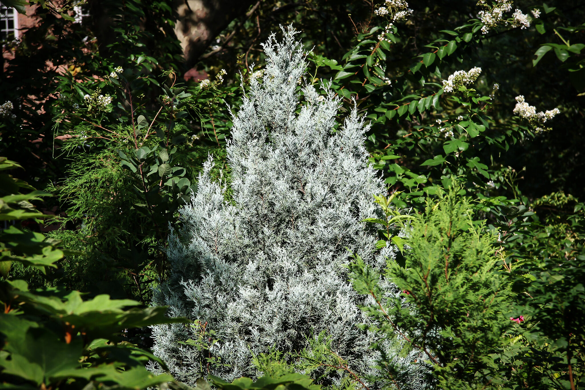 Silver Juniper For Sale Online | The Tree Center
