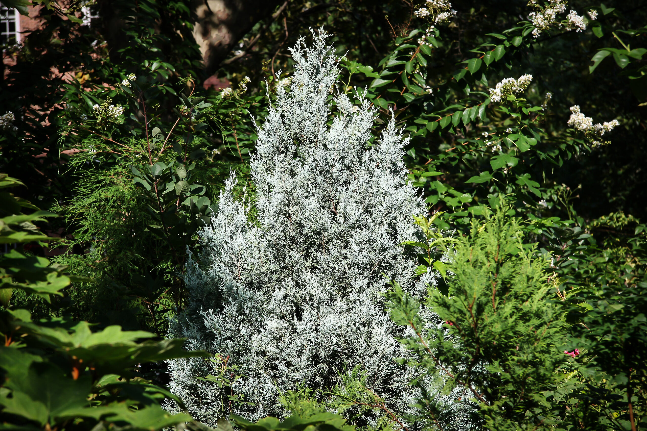 Silver Juniper For Sale Online | The Tree Center