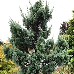 Trautman Chinese Juniper For Sale Online | The Tree Center