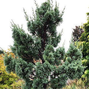 Trautman Chinese Juniper For Sale Online | The Tree Center