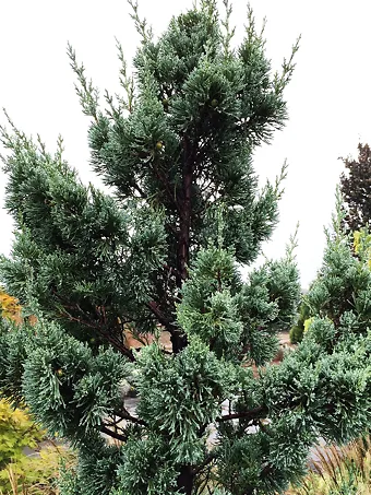 Trautman Chinese Juniper For Sale Online | The Tree Center