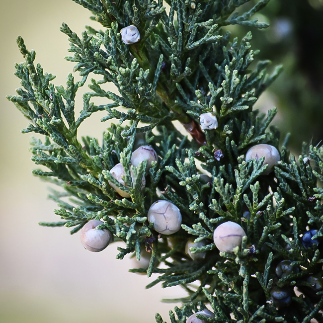 Trautman Chinese Juniper For Sale Online | The Tree Center