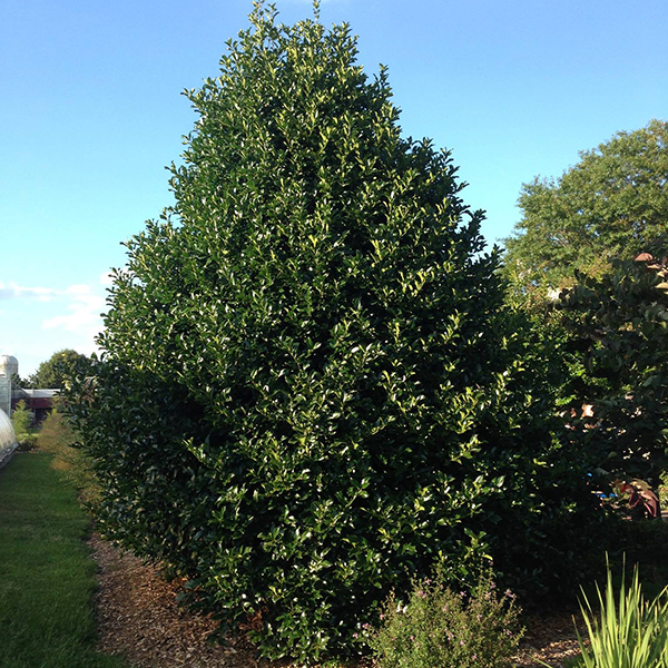 Wirt L. Winn Holly Bush For Sale | The Tree Center