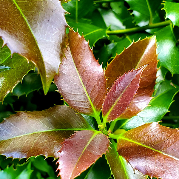 Wirt L. Winn Holly Bush For Sale | The Tree Center