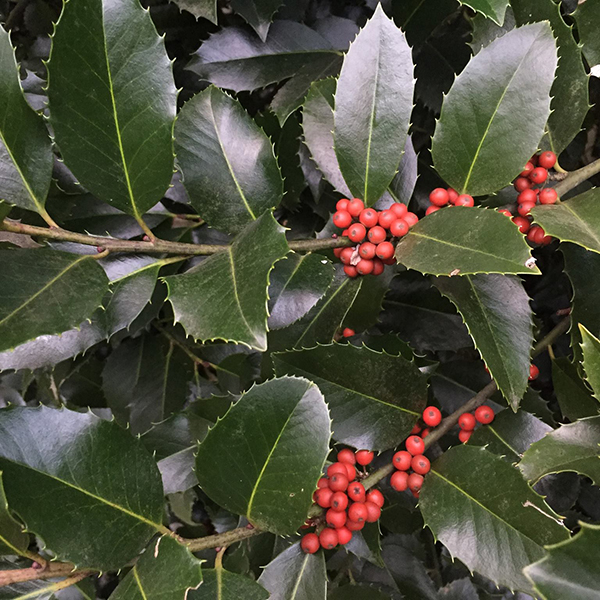 Wirt L. Winn Holly Bush For Sale | The Tree Center