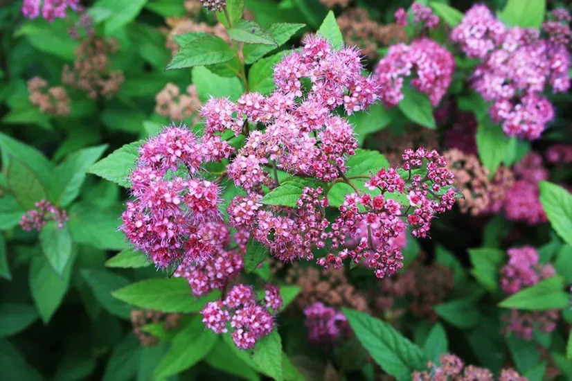 Anthony Waterer Spirea For Sale Online | The Tree Center