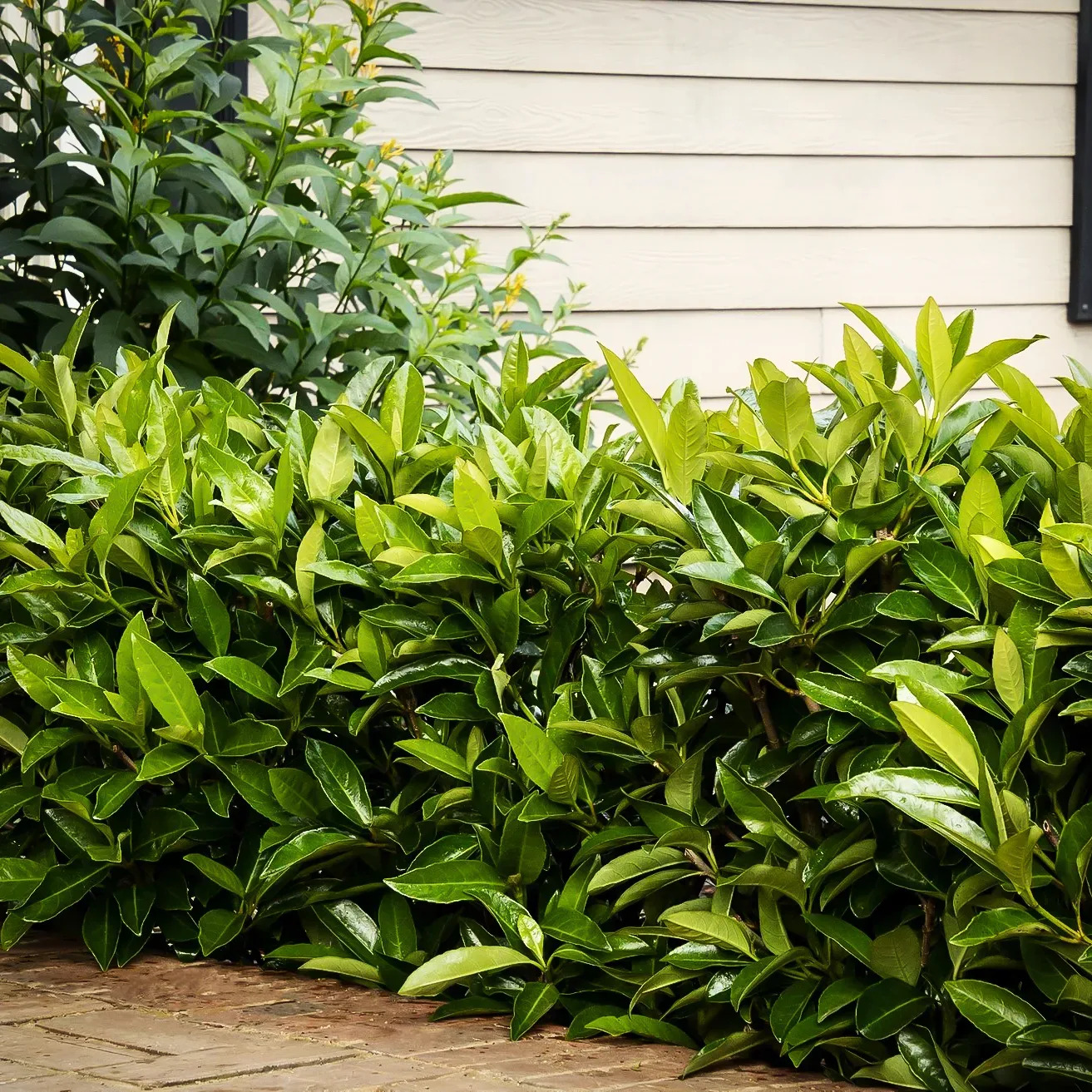 Chindo Viburnum For Sale Online | The Tree Center