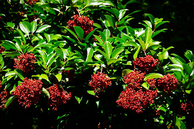 Chindo Viburnum For Sale Online | The Tree Center