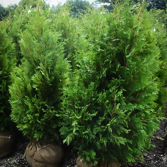 Dark Green Arborvitae For Sale Online | The Tree Center