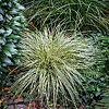 Evergold Sedge For Sale | The Tree Center