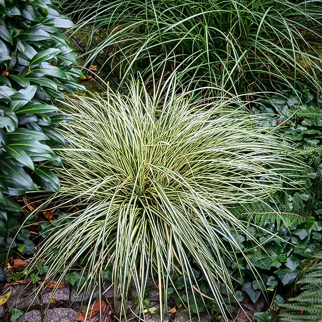 Evergold Sedge For Sale | The Tree Center