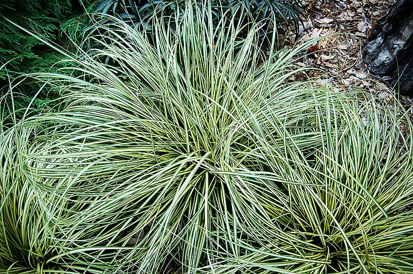 Evergold Sedge For Sale | The Tree Center