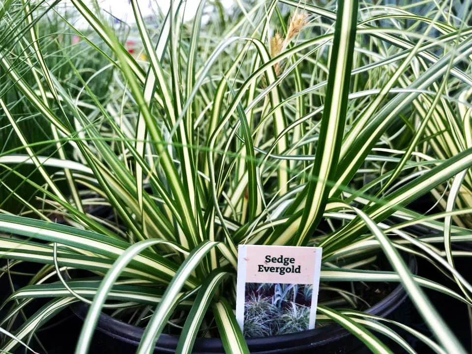 Evergold Sedge For Sale | The Tree Center